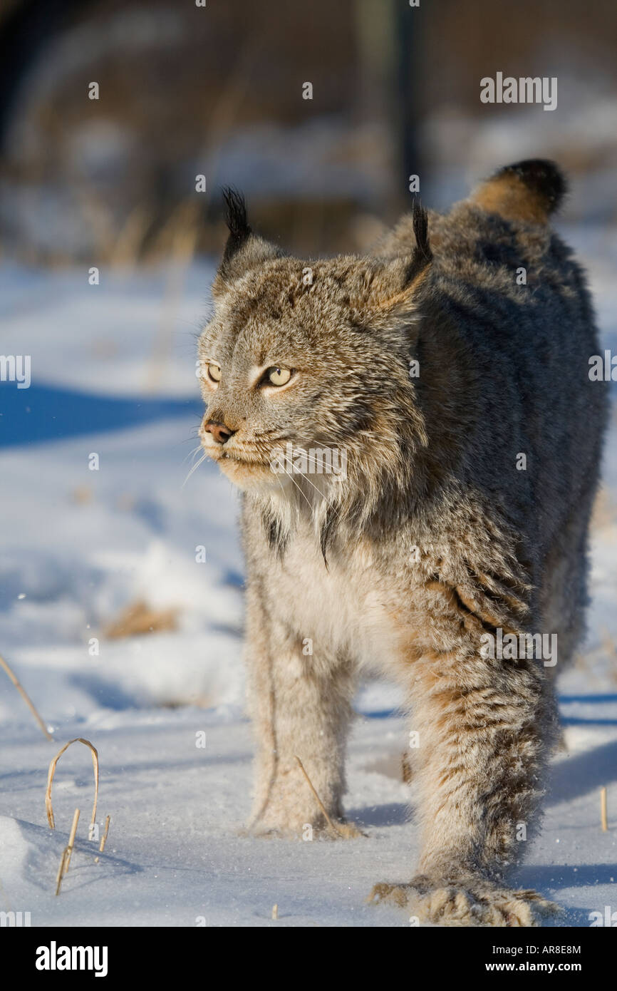 Canada lynx walking hi-res stock photography and images - Alamy