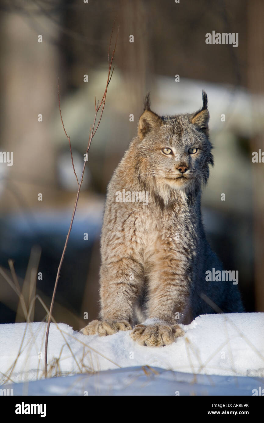 Canada lynx (Lynx canadensis) standing on a snow covered log Stock ...