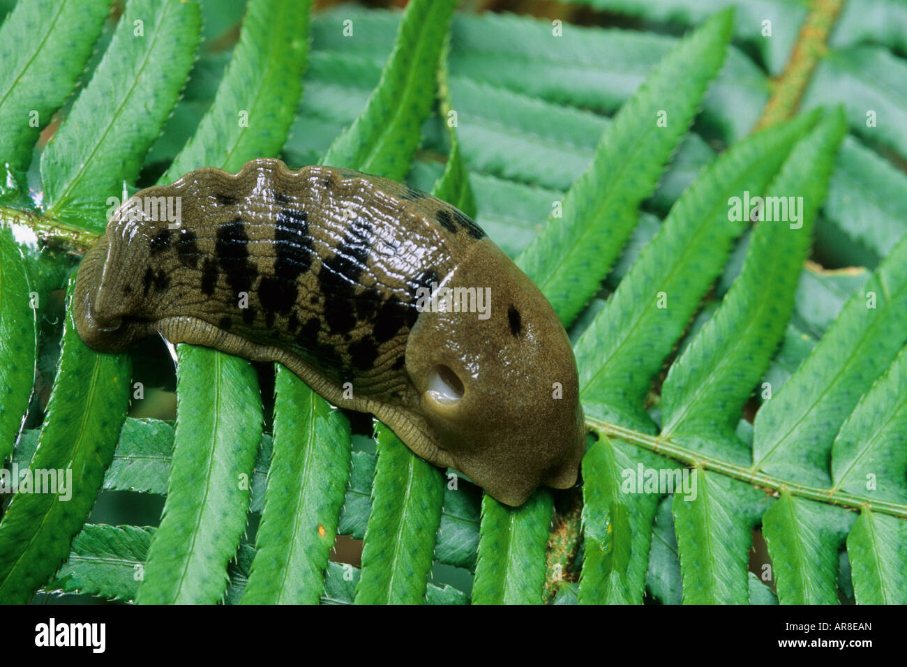 Banana slug olympic national park hi-res stock photography and images ...