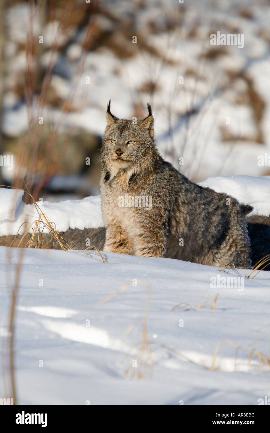 Lynx canadensis hunt hi-res stock photography and images - Alamy