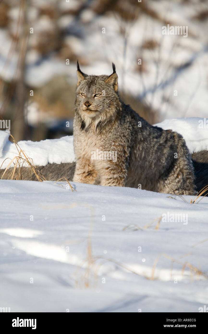 Canada lynx (Lynx canadensis) standing in the snow Stock Photo - Alamy