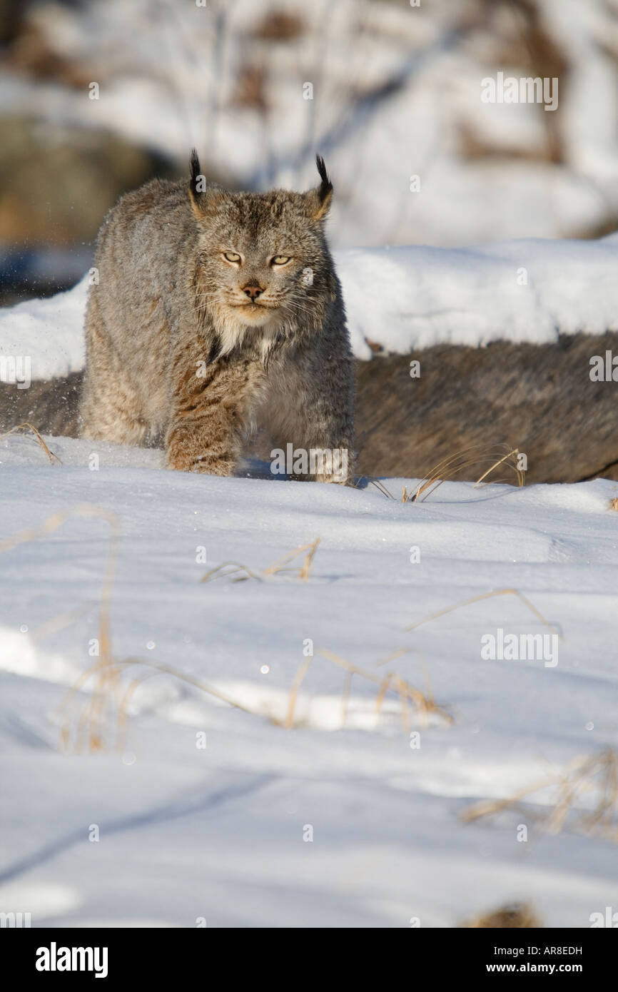 Canada lynx walking hi-res stock photography and images - Alamy