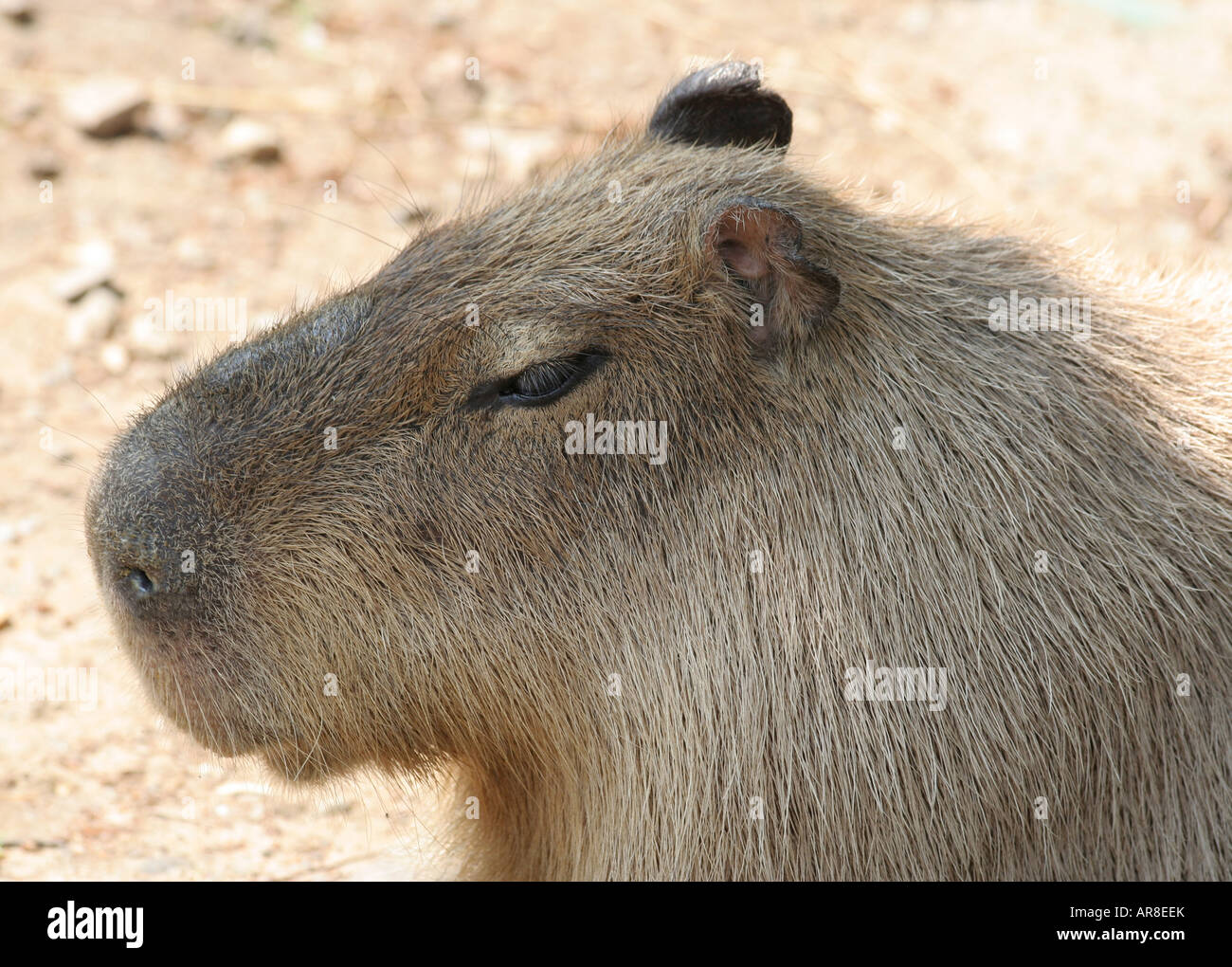 Capybara, Hydrochoerus hydrochaeris, portrait Stock Photo - Alamy