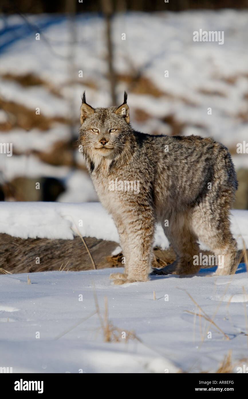 Canada lynx (Lynx canadensis) standing in the snow Stock Photo - Alamy
