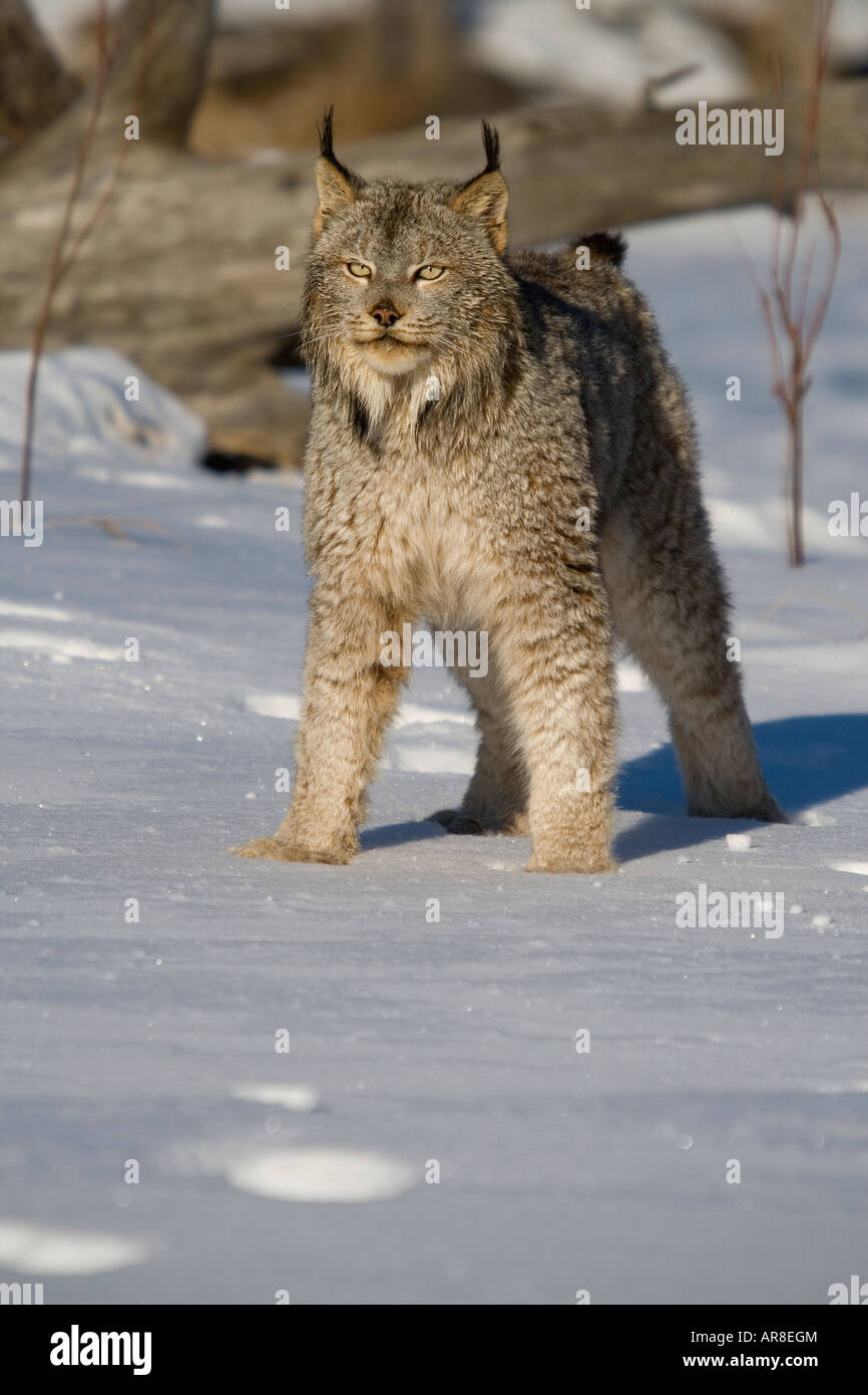 Canada lynx lynx canadensis in snow hi-res stock photography and images ...