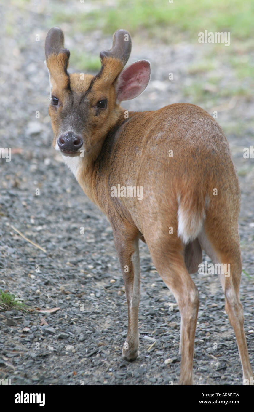 Indian muntjac deer, Muntiacus muntjak, male Stock Photo - Alamy