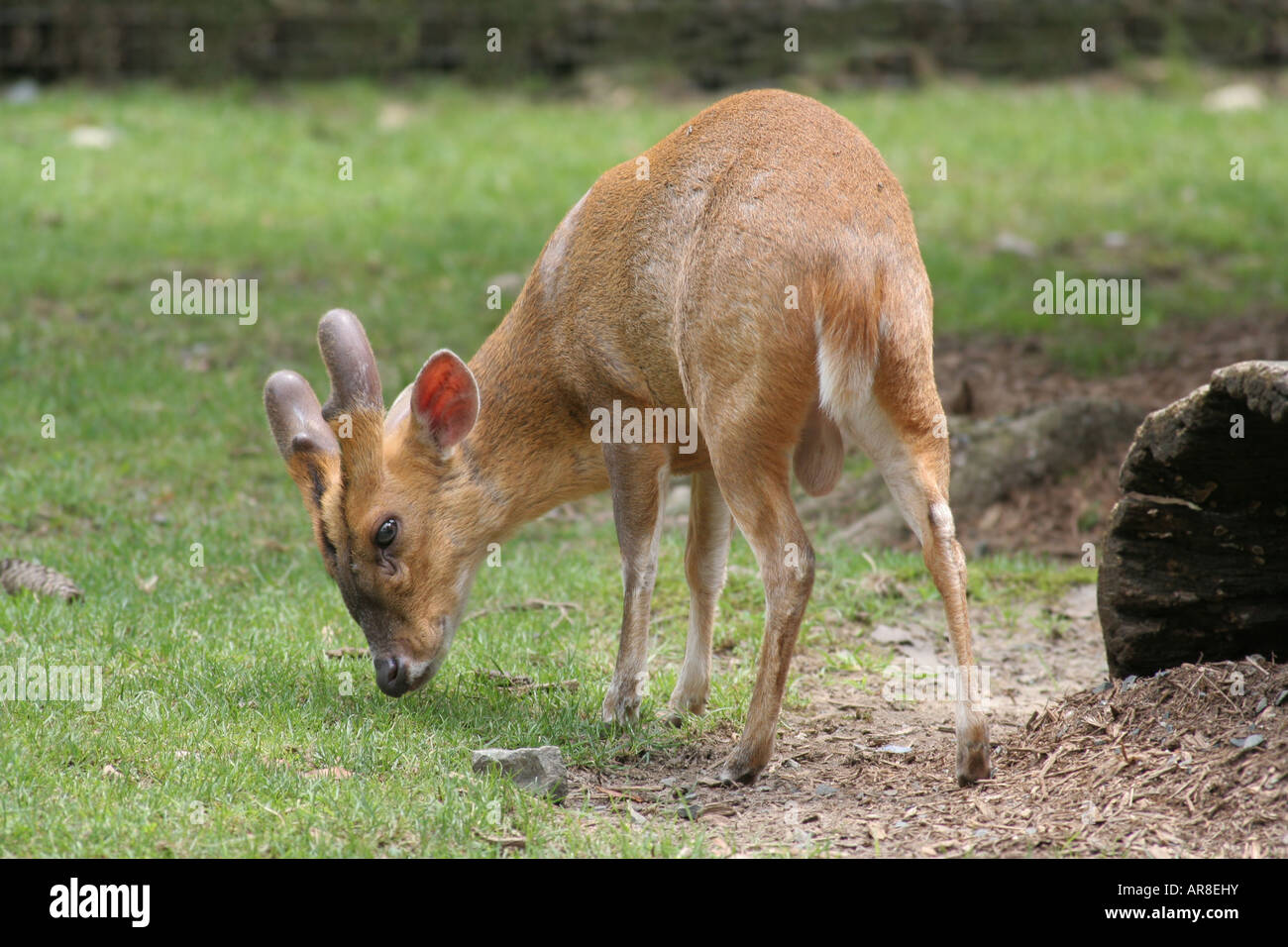 Indian muntjac deer, Muntiacus muntjak, male Stock Photo - Alamy