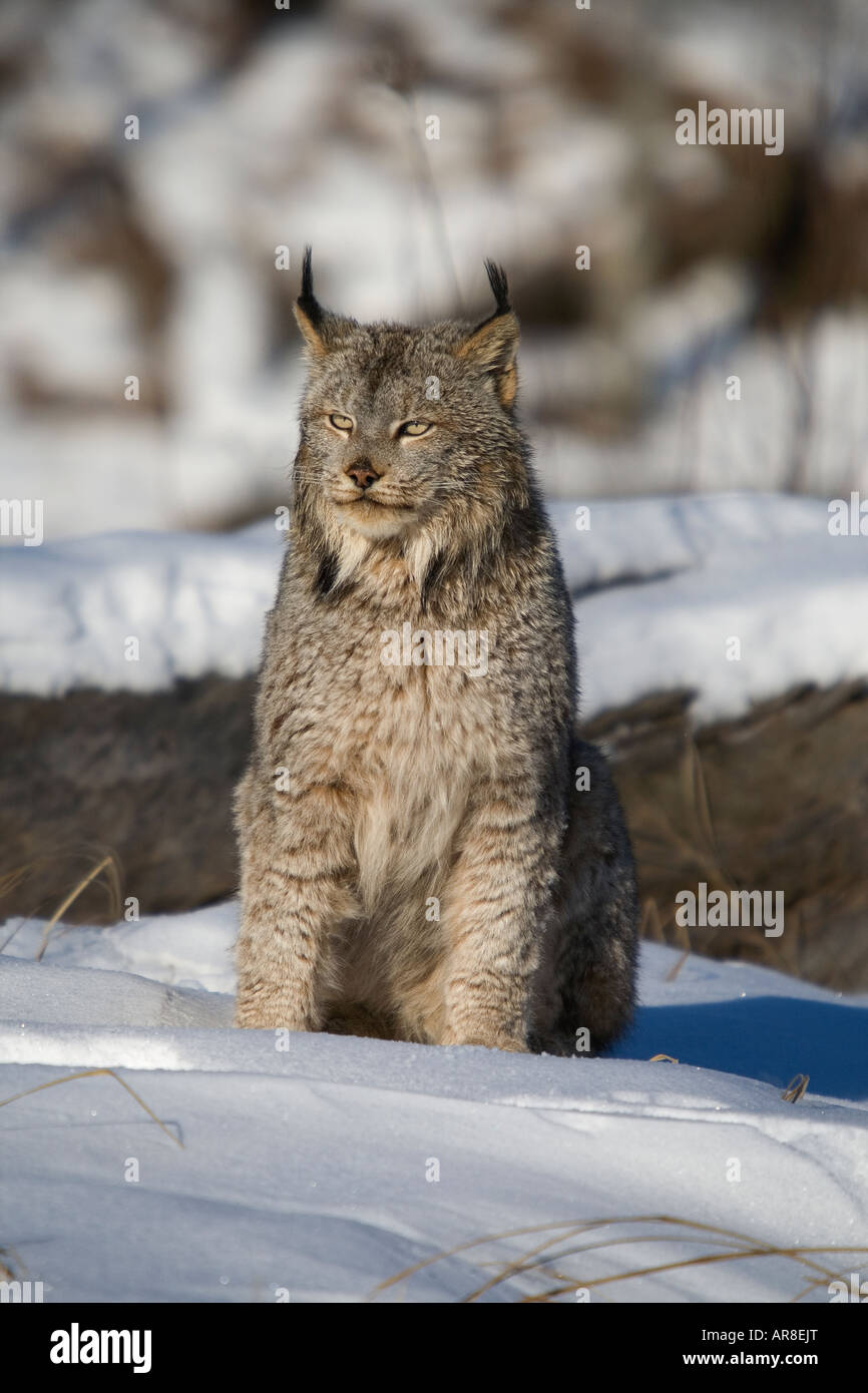 Canada lynx sitting in snow hi-res stock photography and images - Alamy