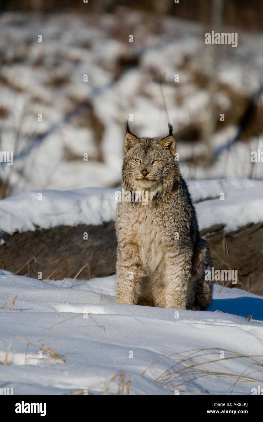 Canada lynx sitting in snow hi-res stock photography and images - Alamy