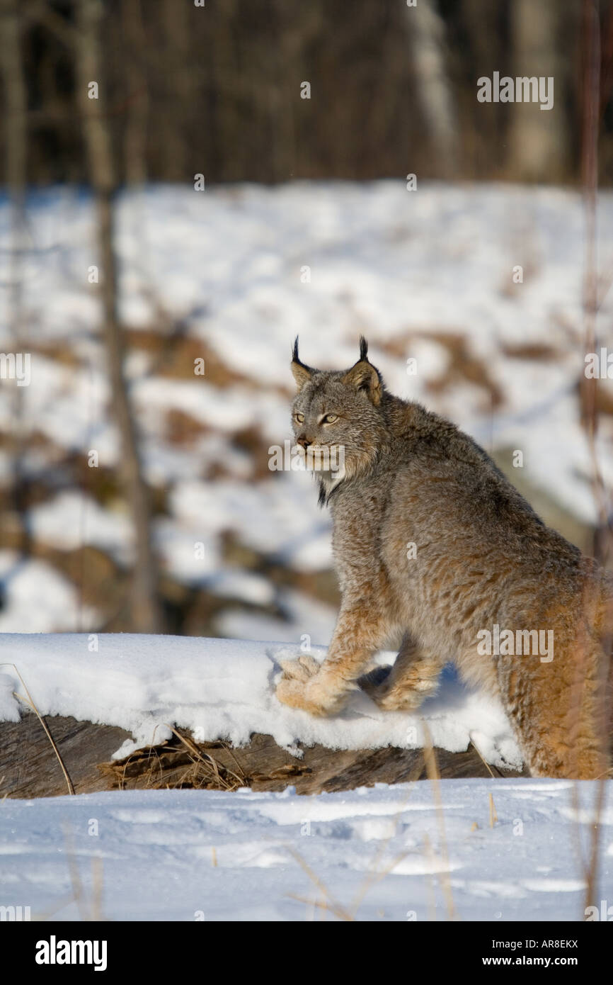 Lynx walking on snow hi-res stock photography and images - Alamy