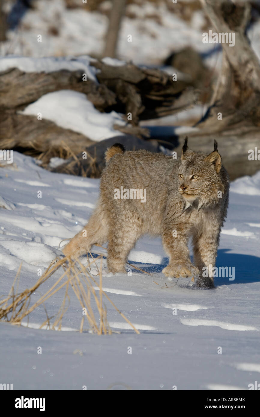 Coniferious forests hi-res stock photography and images - Alamy