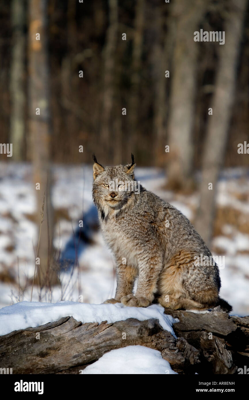 Canada lynx (Lynx canadensis) sitting on a snow covered log Stock Photo ...
