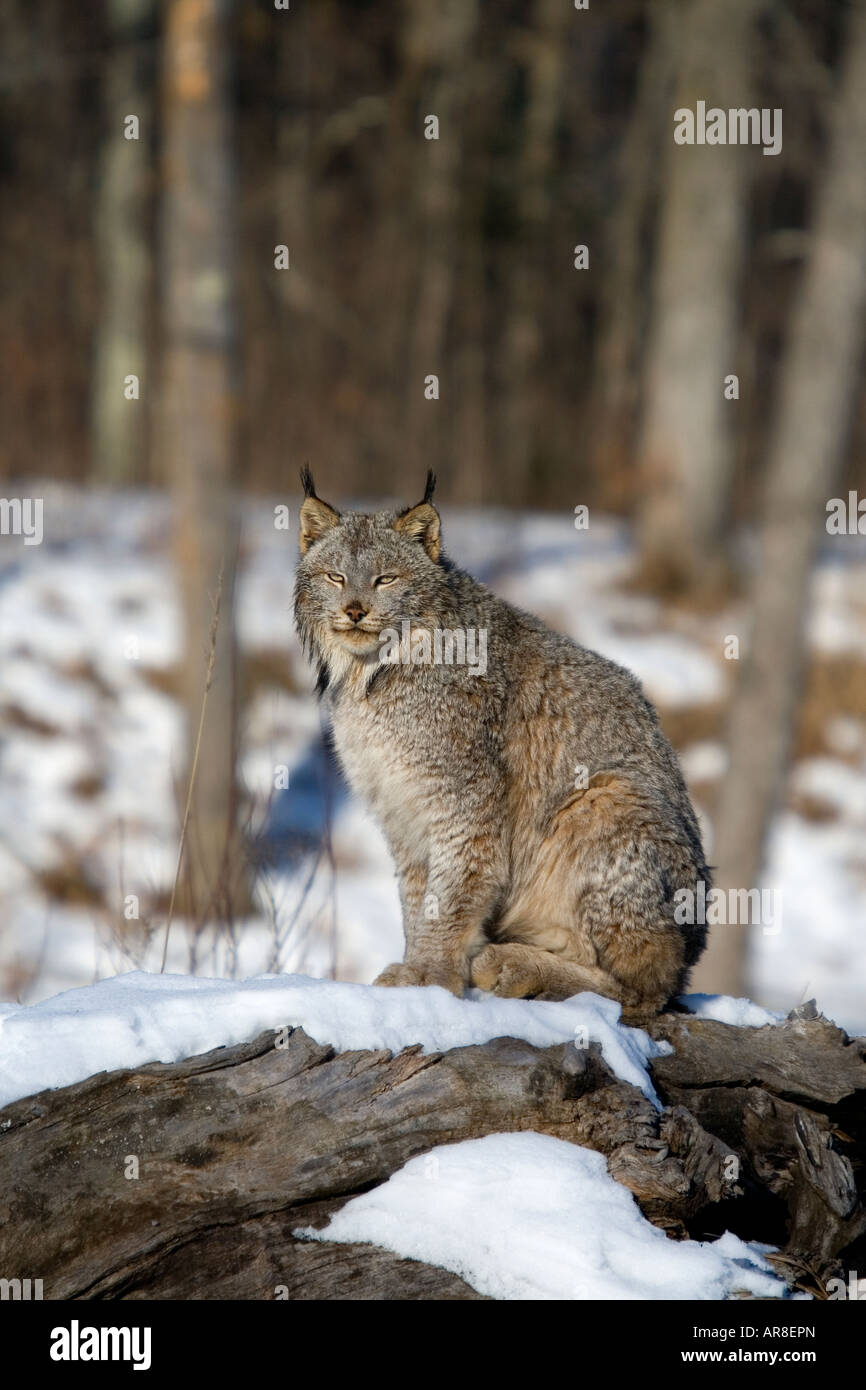 Canada lynx (Lynx canadensis) sitting on a snow covered log Stock Photo ...