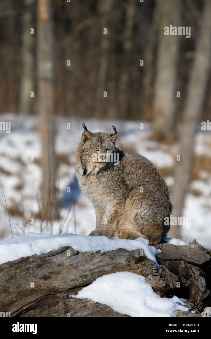 Snowshoe hares sitting on snow hi-res stock photography and images - Alamy