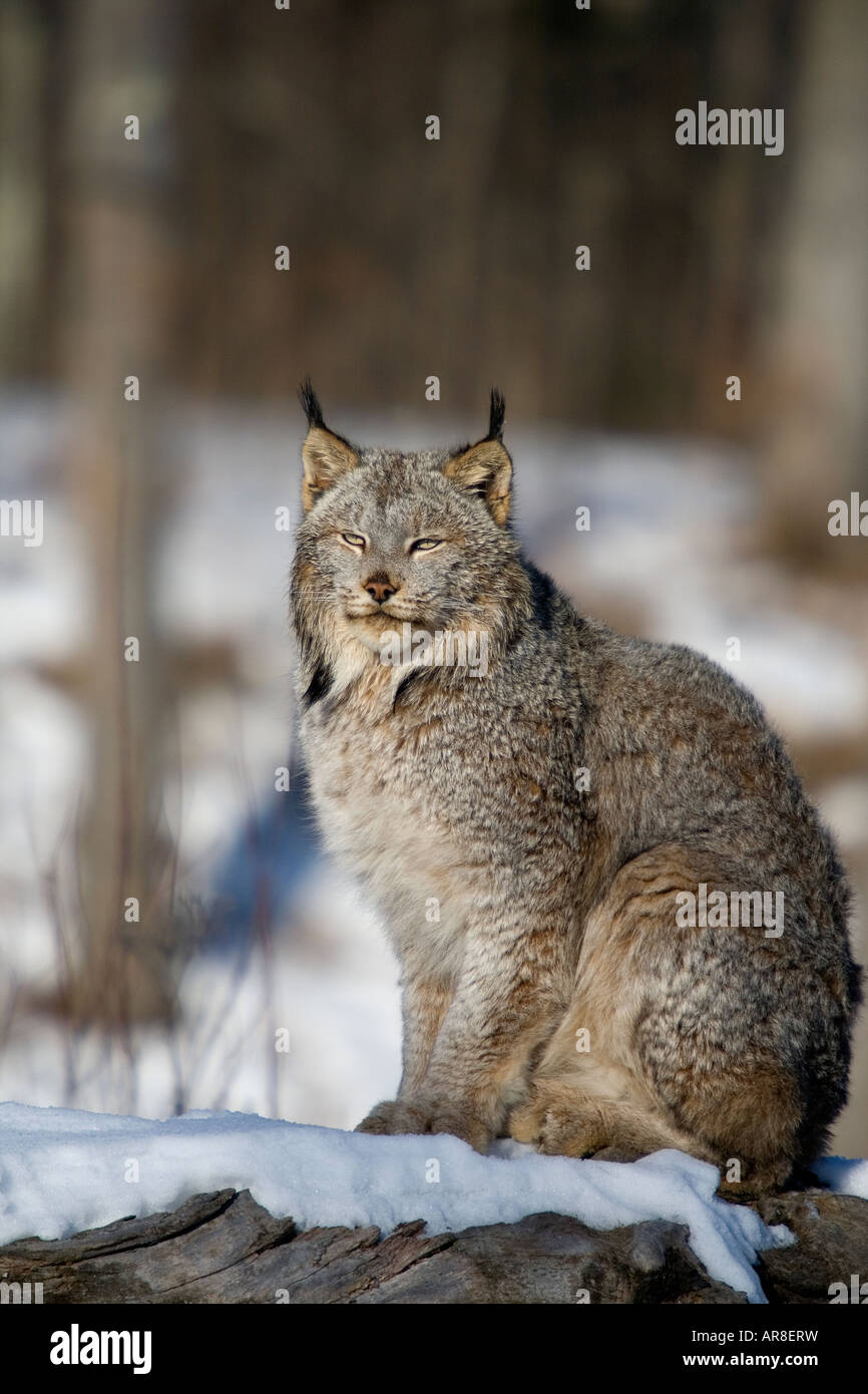 Canada lynx Lynx canadensis sitting on a snow covered log Stock Photo ...