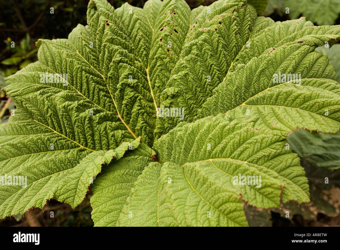 Costa Rica Poas Volcano National Park leaf of Sombrillas de Pobre Poor ...