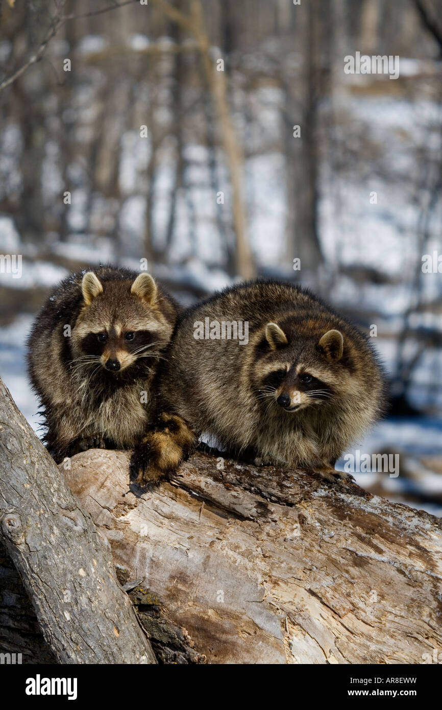 Two raccoons (Procyon lotor) sitting on a tree limb Stock Photo - Alamy