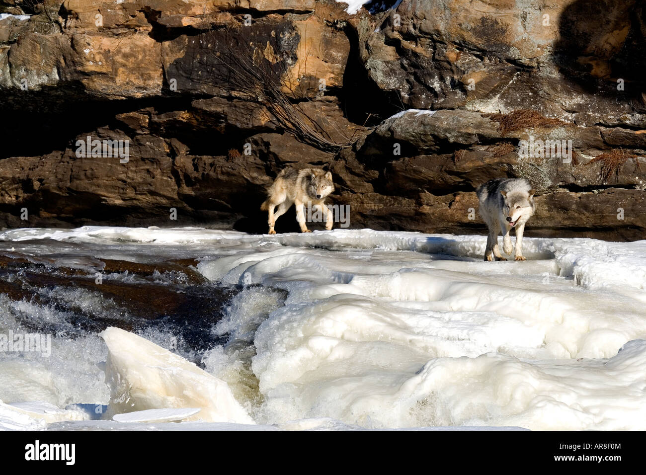Two wolves (Canis lupus) walking on the ice Stock Photo - Alamy