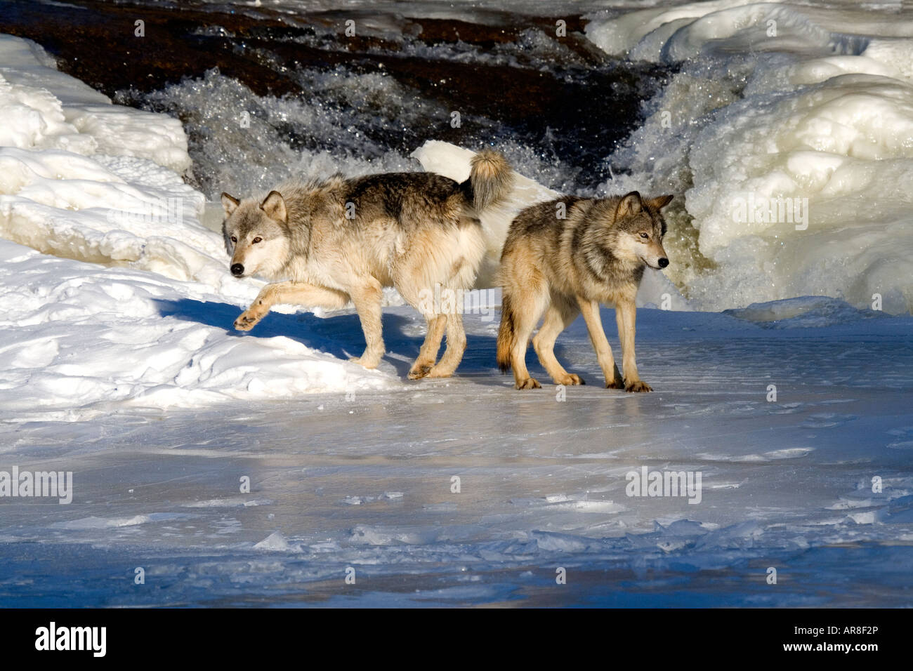 Two wolves Canis lupus walking on the ice Stock Photo - Alamy