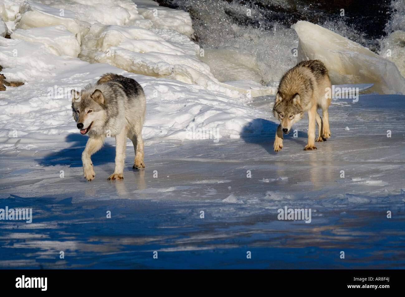 Two wolves (Canis lupus) walking on the ice Stock Photo - Alamy