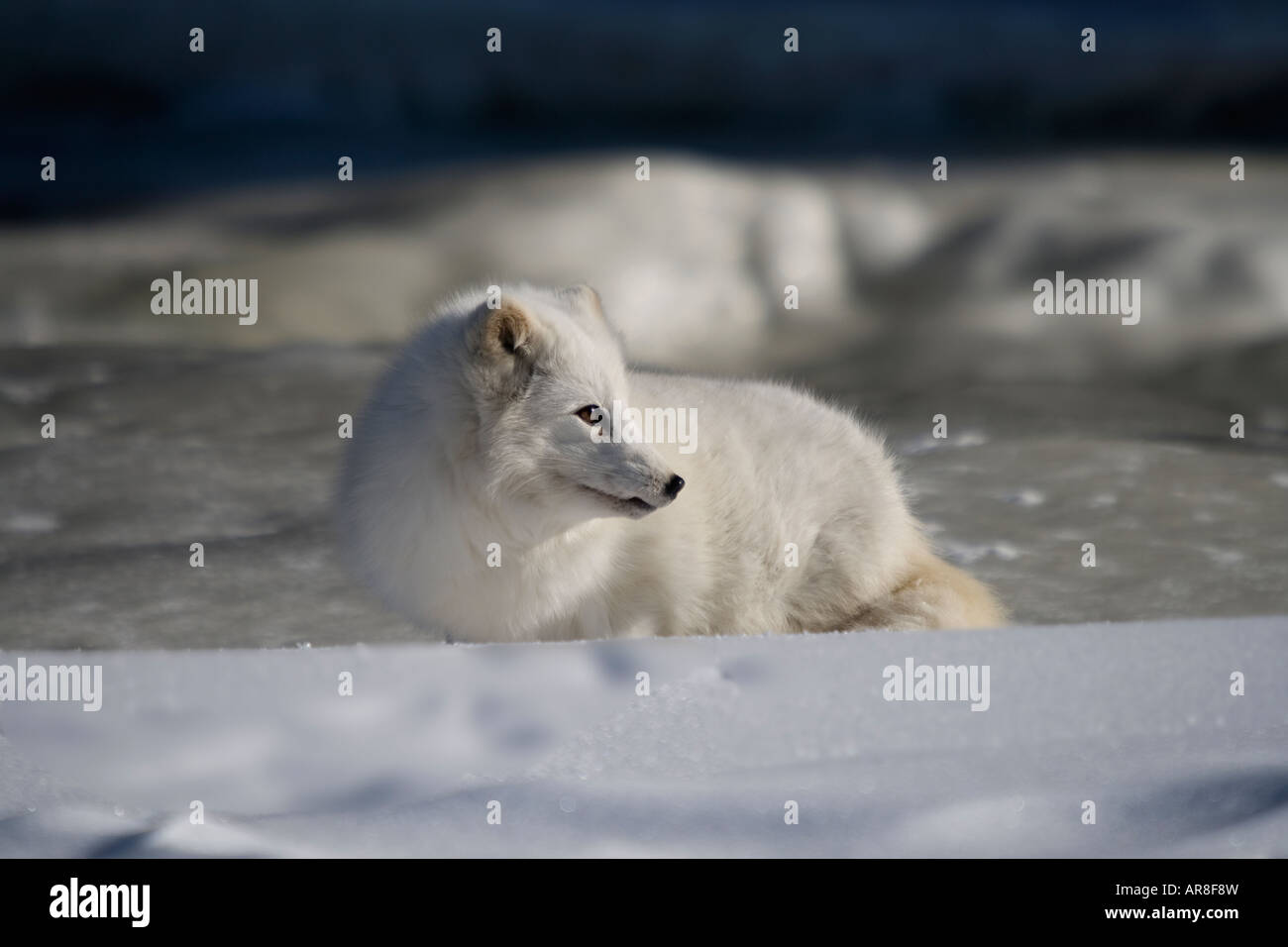 Arctic fox (Alopex lagopus) stopping to look at something Stock Photo ...