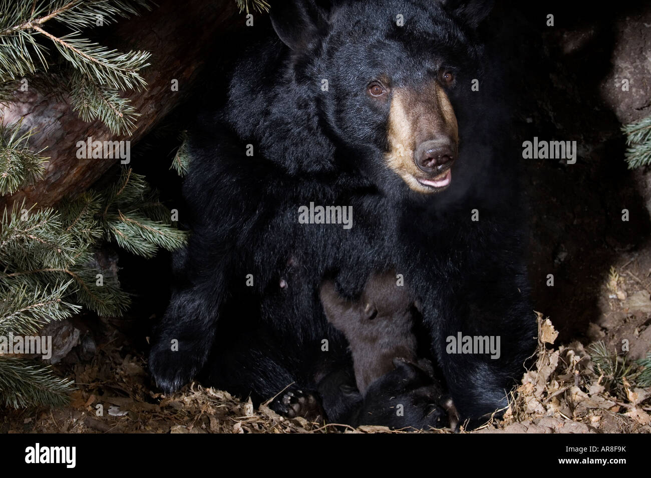 Black bear with cub in den hi-res stock photography and images - Alamy