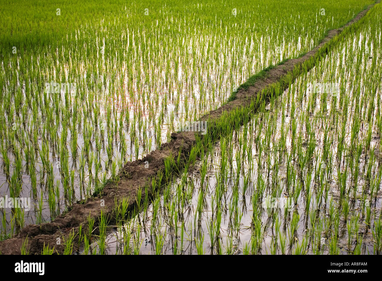 Mud Walkway through a rice paddy in rural India Stock Photo - Alamy
