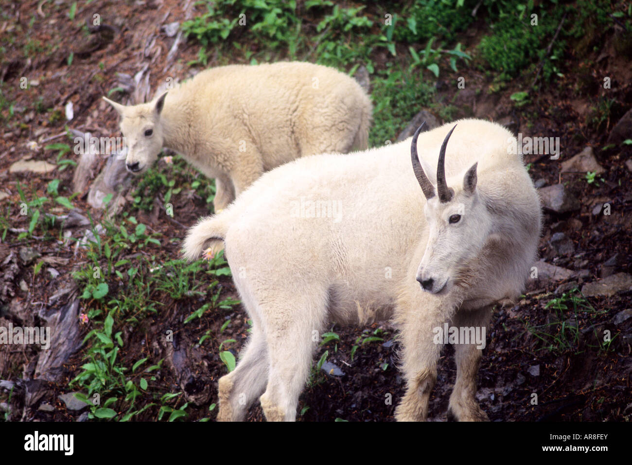 Mountain Goat mother and baby, Olympic National Park, Washington Stock ...