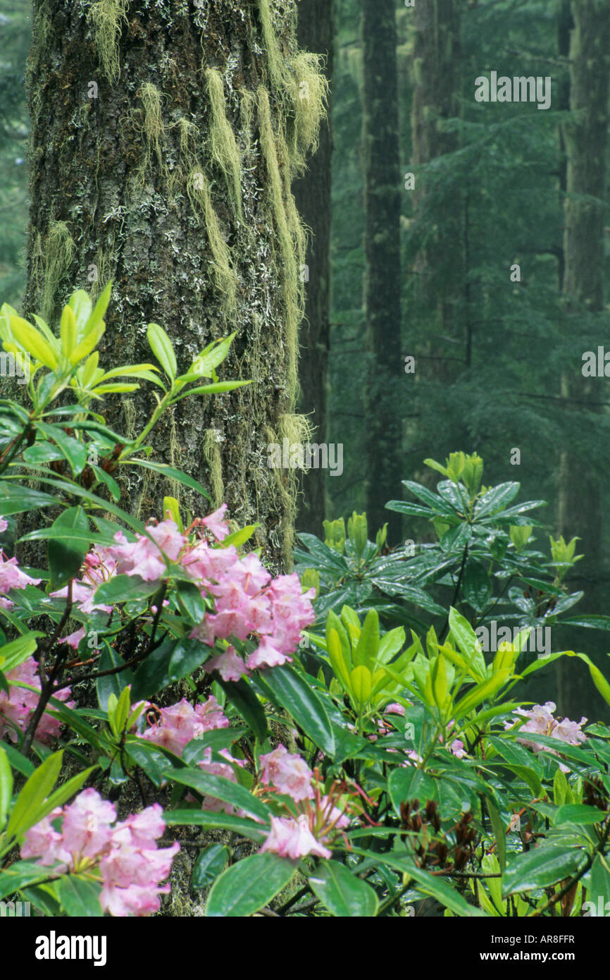 Temperate Rainforest Flowers