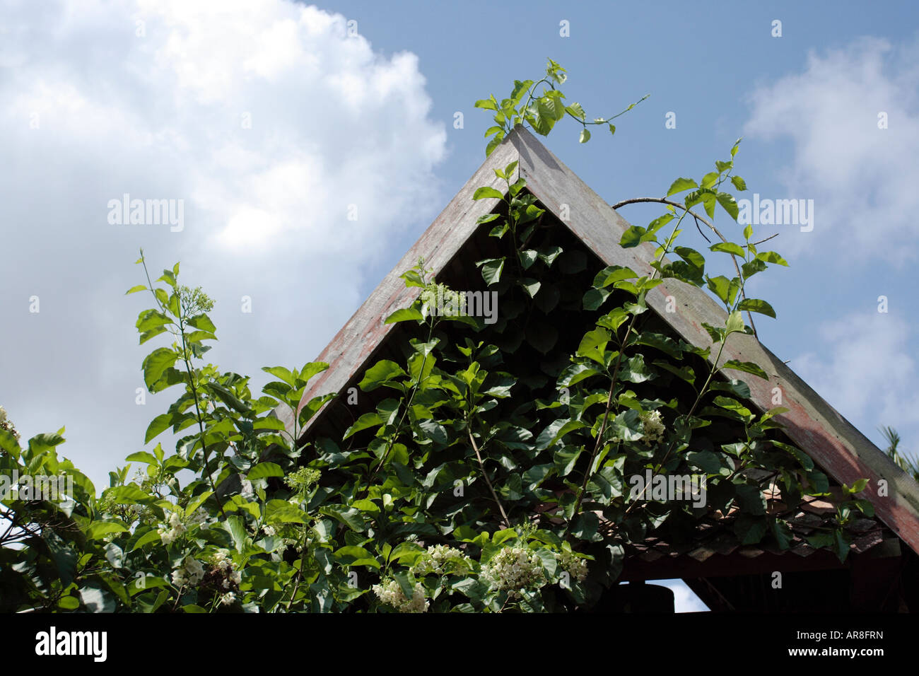 Vines climbing up to the top of a roof Stock Photo - Alamy