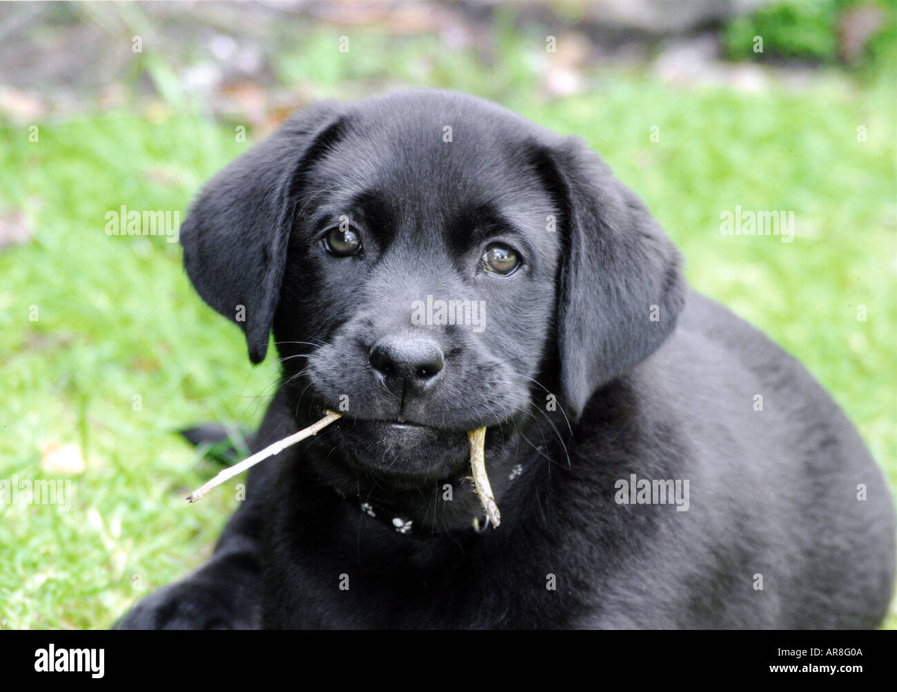 Black Labrador puppy pretends he's a Vampire in the garden. Chewing on ...