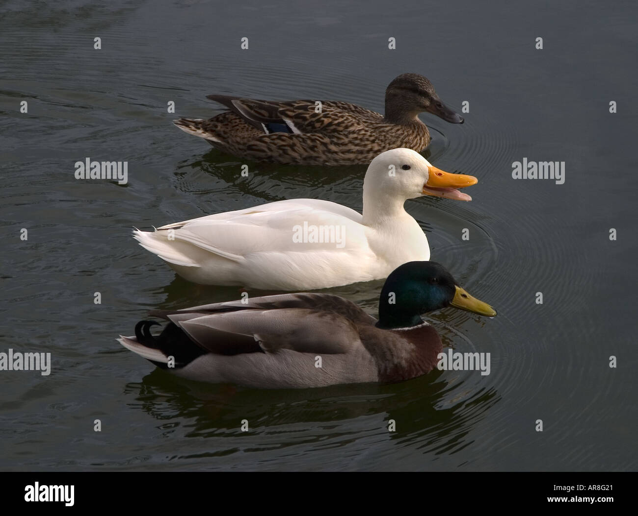 Birds Ducks swimming together on lake Stock Photo - Alamy