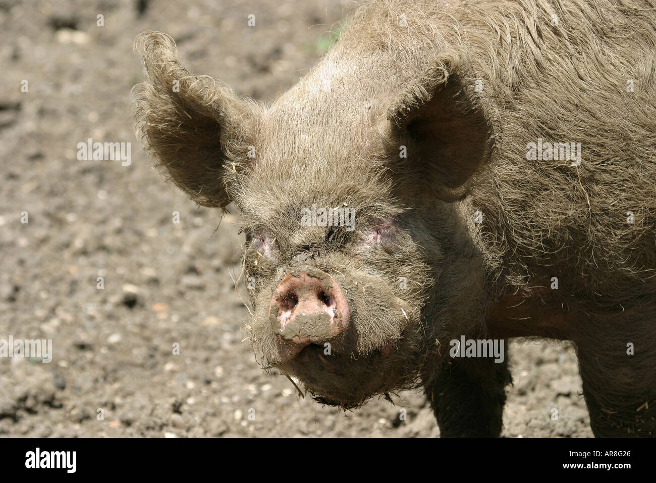 Animals Pig covered in mud in Pig Sty Stock Photo - Alamy