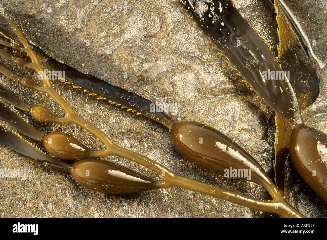 Kelp on the beach, Olympic National Park, Washington State Stock Photo ...