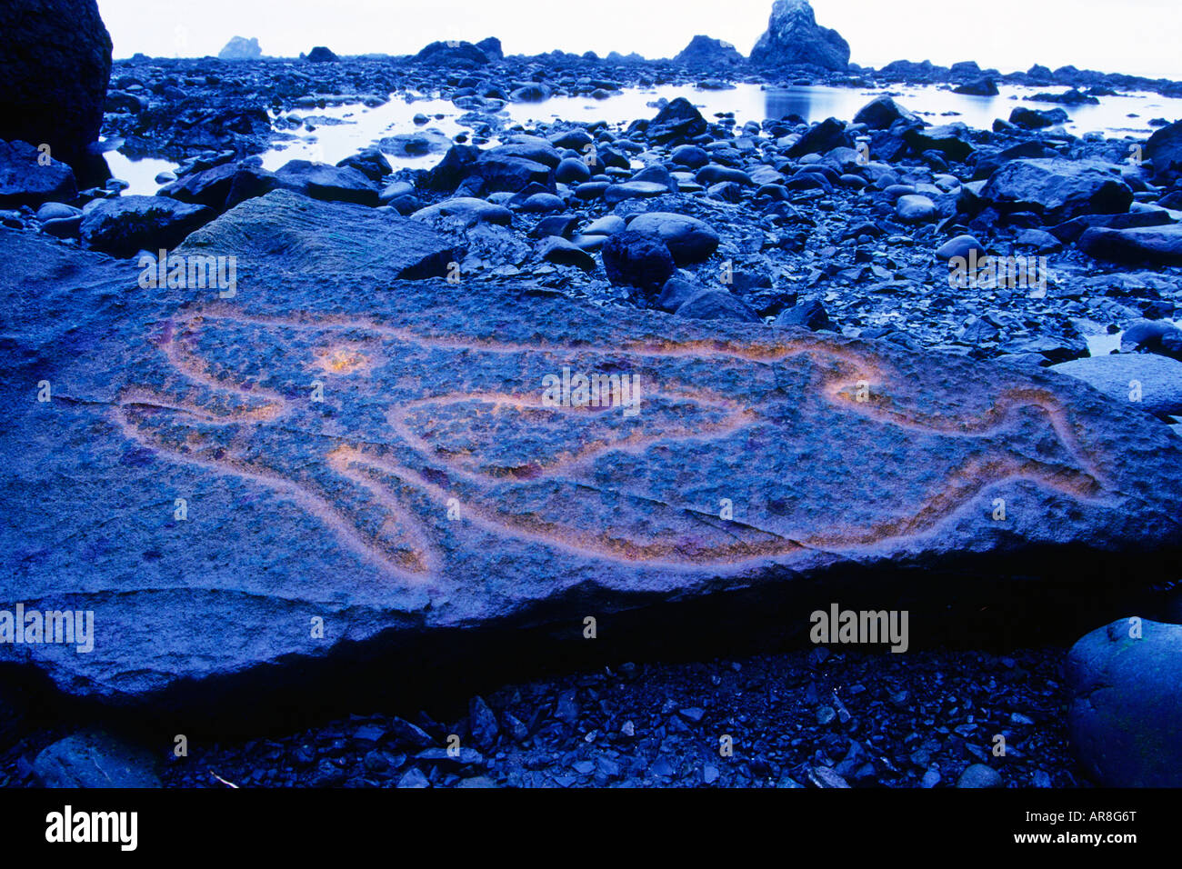 Petroglyph of a Grey Whale, Makah Tribe, Wedding Rocks, Olympic ...