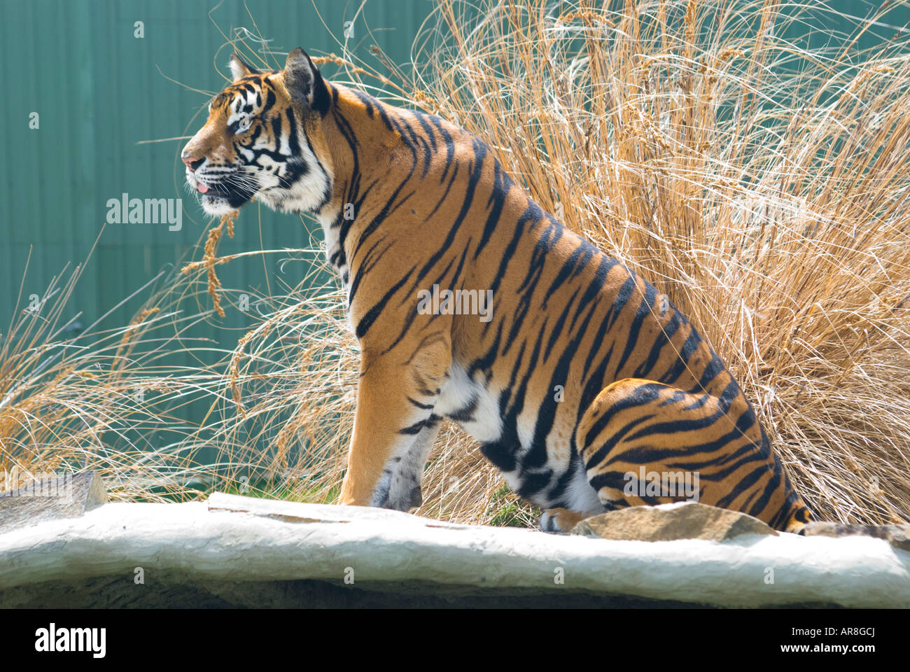 Tiger in captivity in a zoo Stock Photo - Alamy