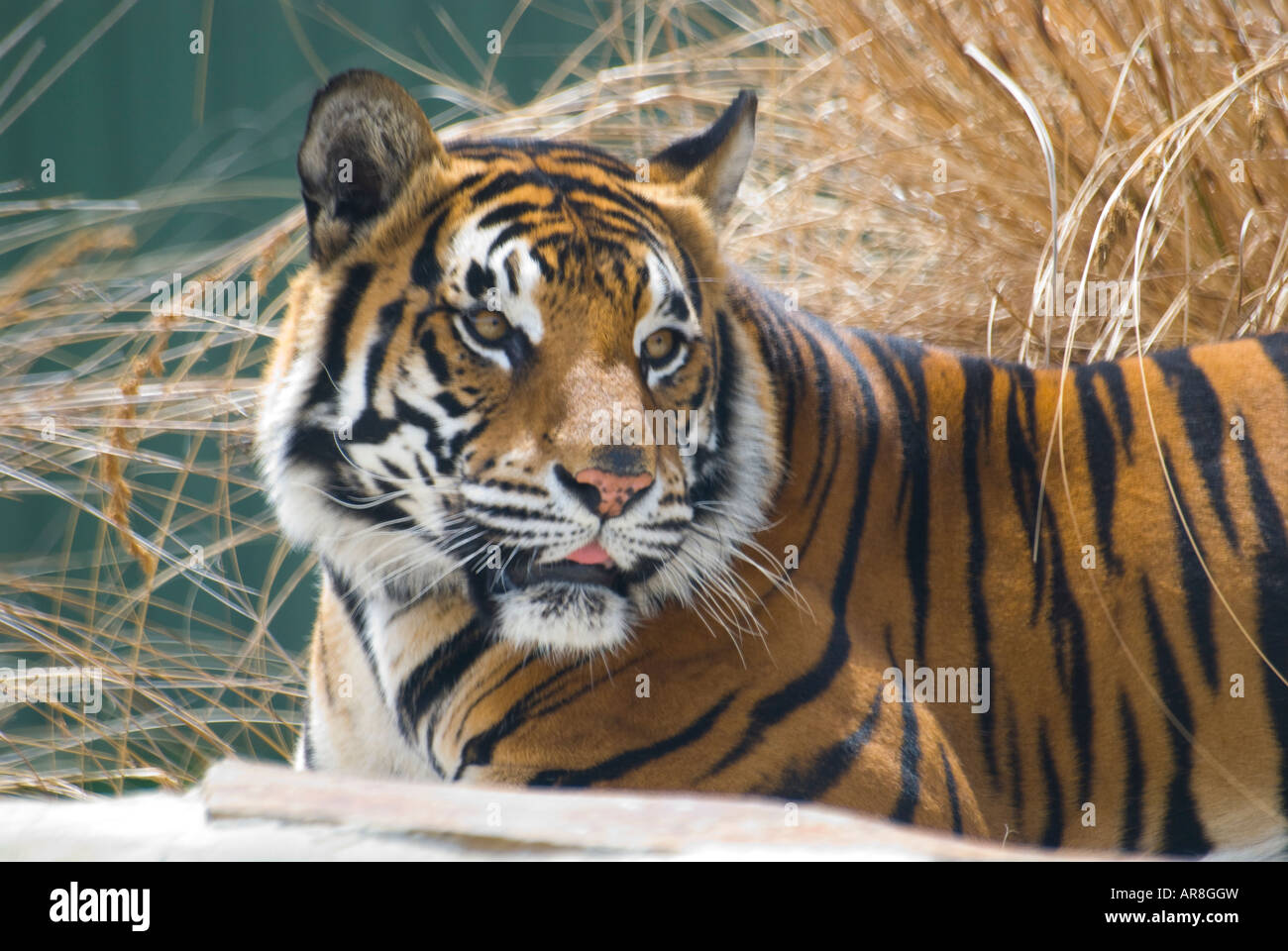 Tiger in captivity in a zoo Stock Photo - Alamy