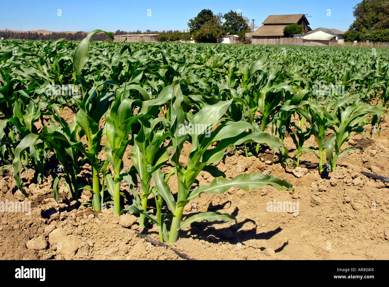 San joaquin valley and soil hi-res stock photography and images - Alamy