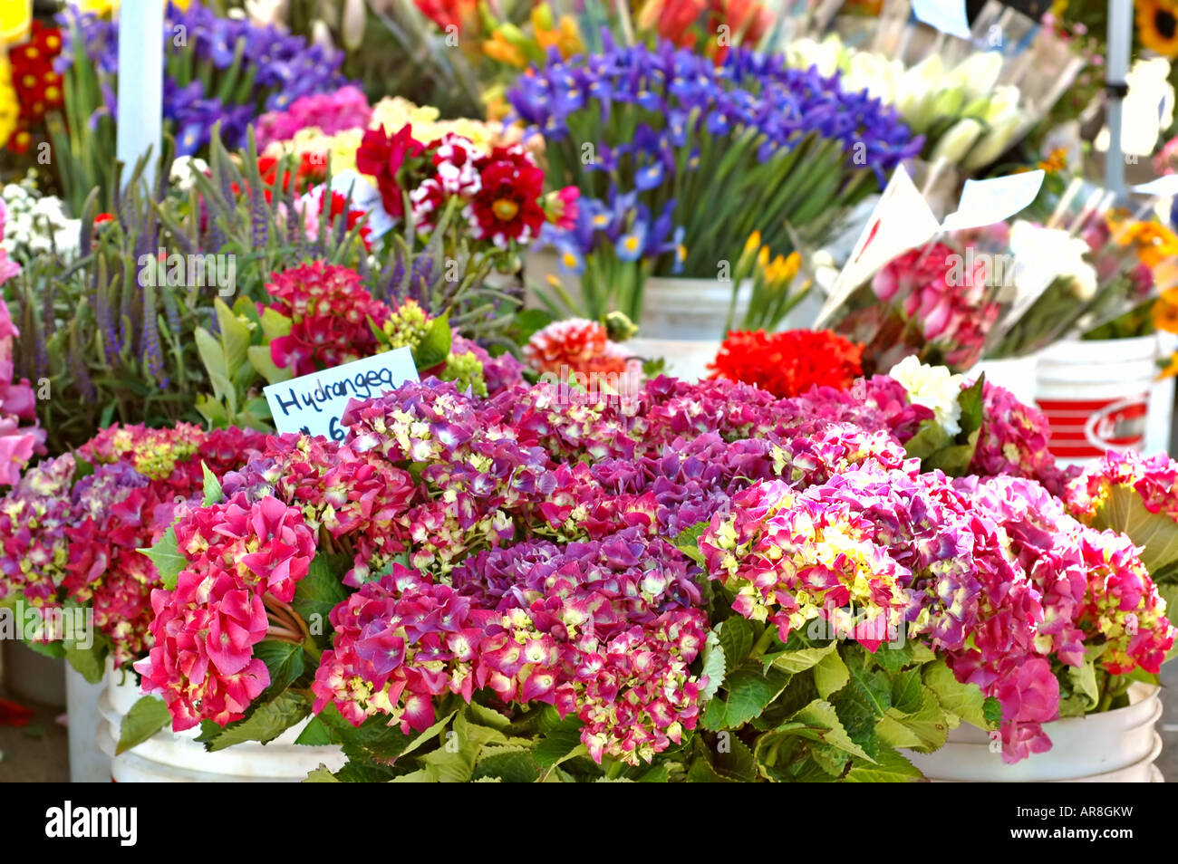 Buckets of flowers for sale in a stall at a farmer s market in summer ...