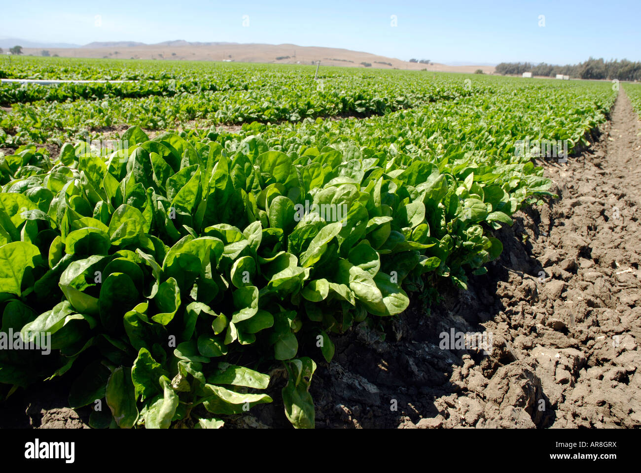 Fresh young spinach in a field in Central California ready for harvest ...