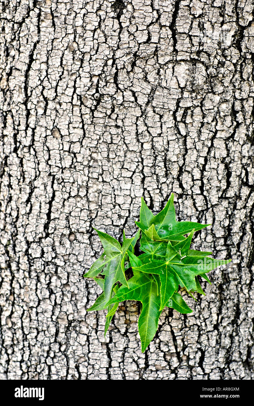 Young maple tree bark hi-res stock photography and images - Alamy