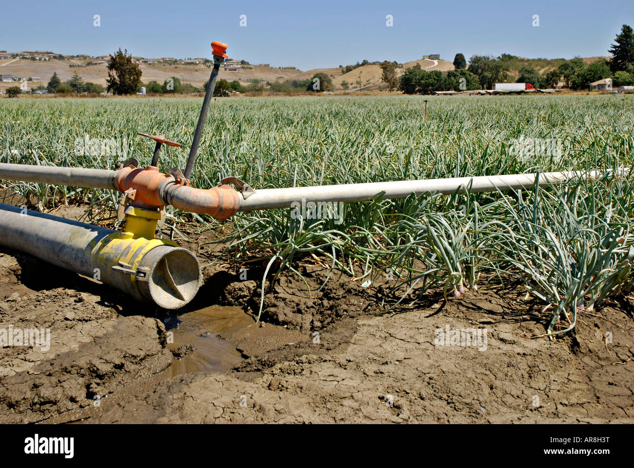 Dry irrigation pipe dripping water next to a crop of onions nearing the ...