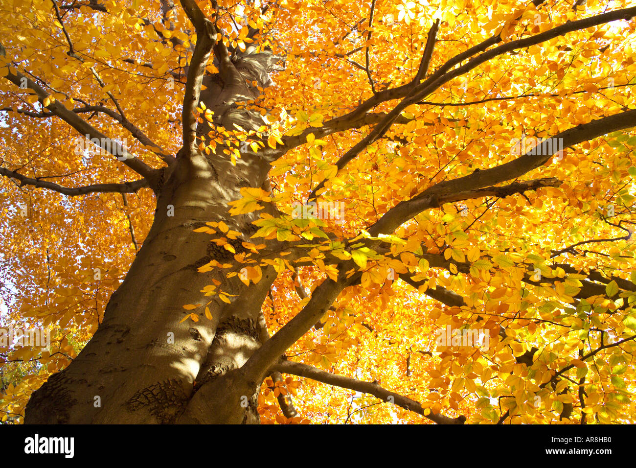Old beech tree treetop turned yellow in autumn Fagus sylvatica Stock ...