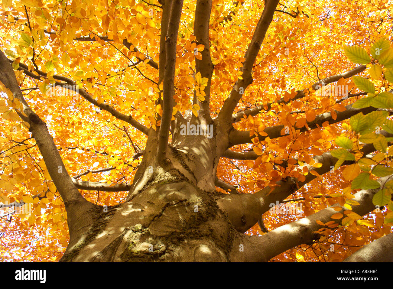Old beech tree treetop turned yellow in autumn Fagus sylvatica Stock ...