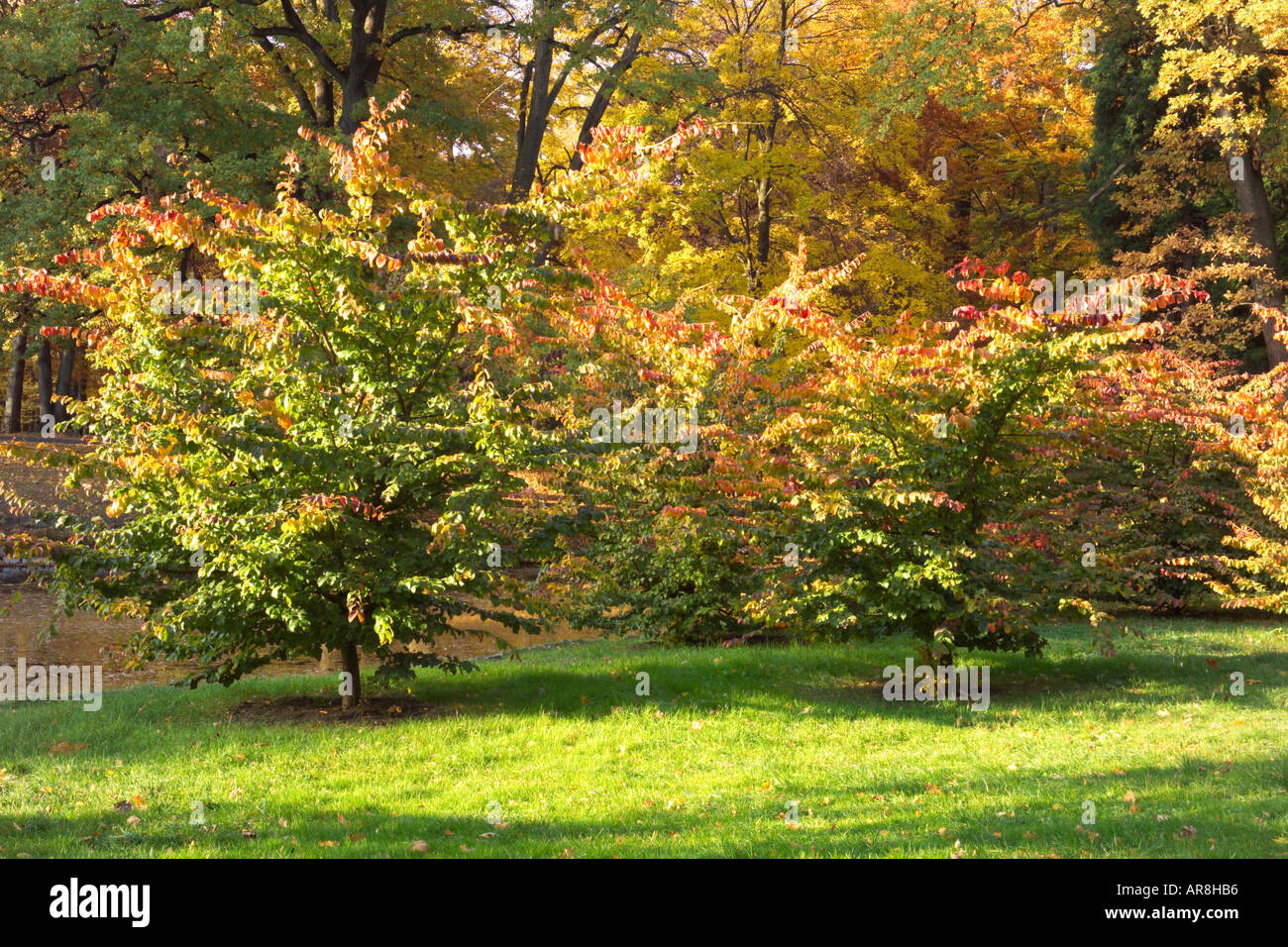 Beech tree saplings turning red in autumn Fagus sylvatica Stock Photo ...