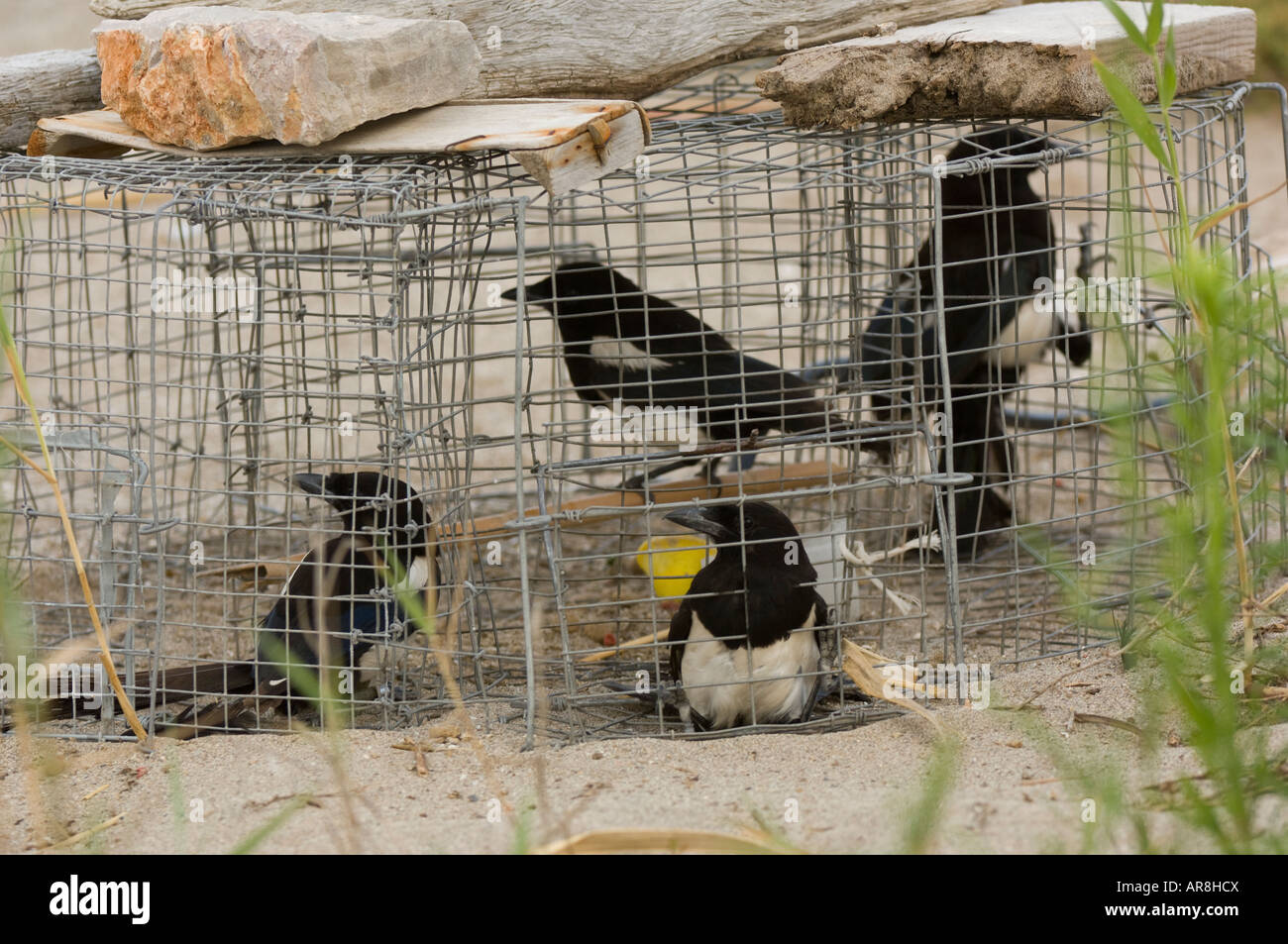 Trap set up for capturing Magpies (Pica pica) to protect nesting birds ...