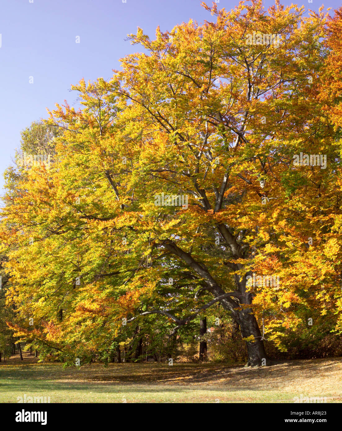 Beech tree turning yellow in autumn Fagus sylvatica Stock Photo - Alamy