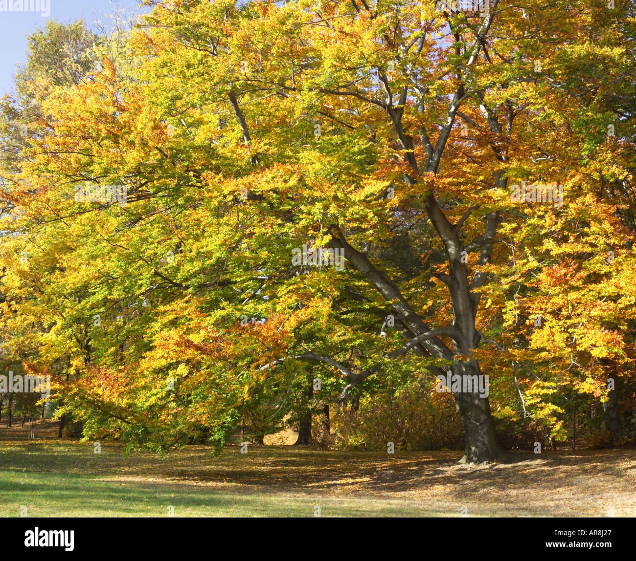 Beech tree turning yellow in autumn Fagus sylvatica Stock Photo - Alamy