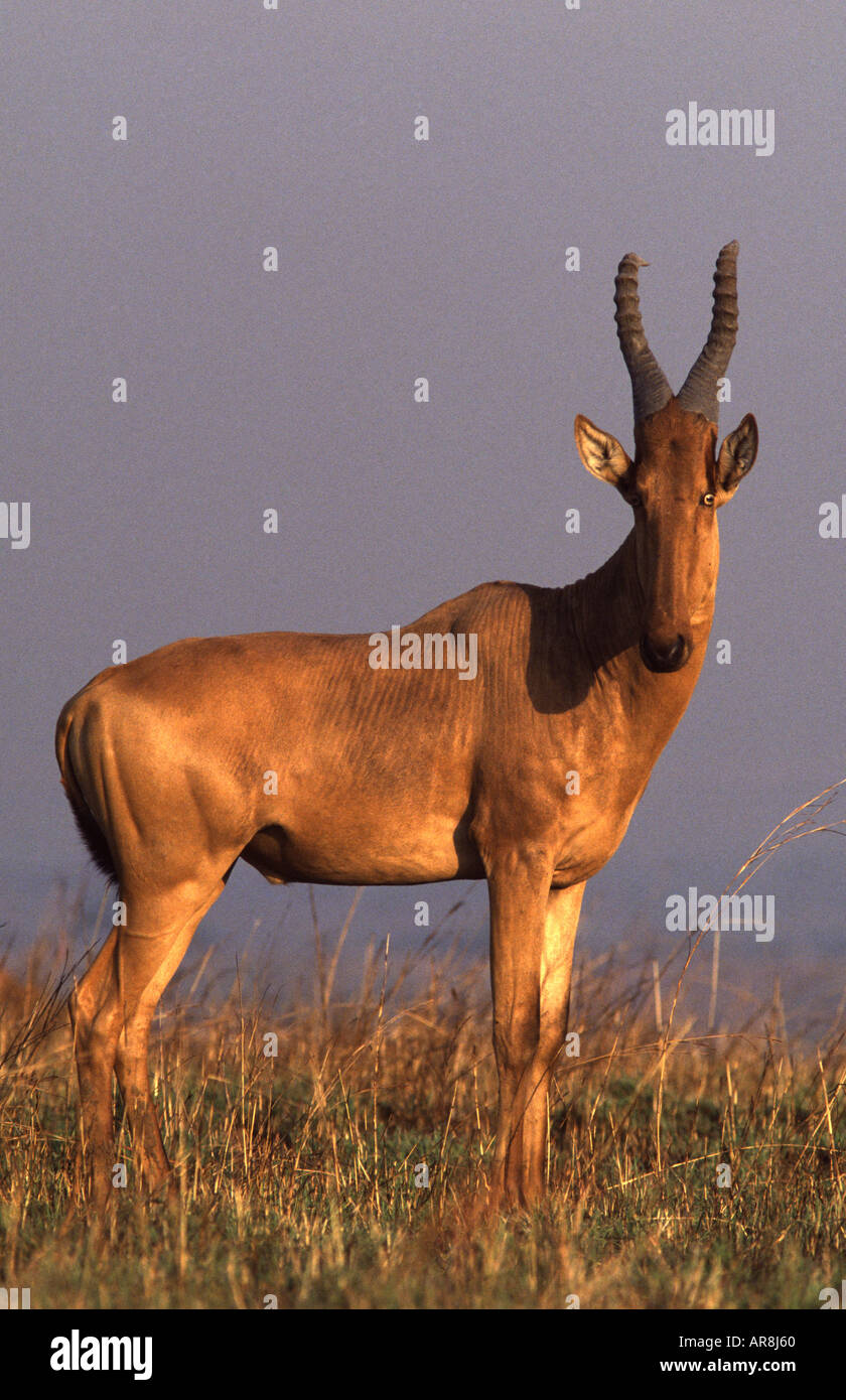 Jackson Hartebeest High Resolution Stock Photography and Images - Alamy