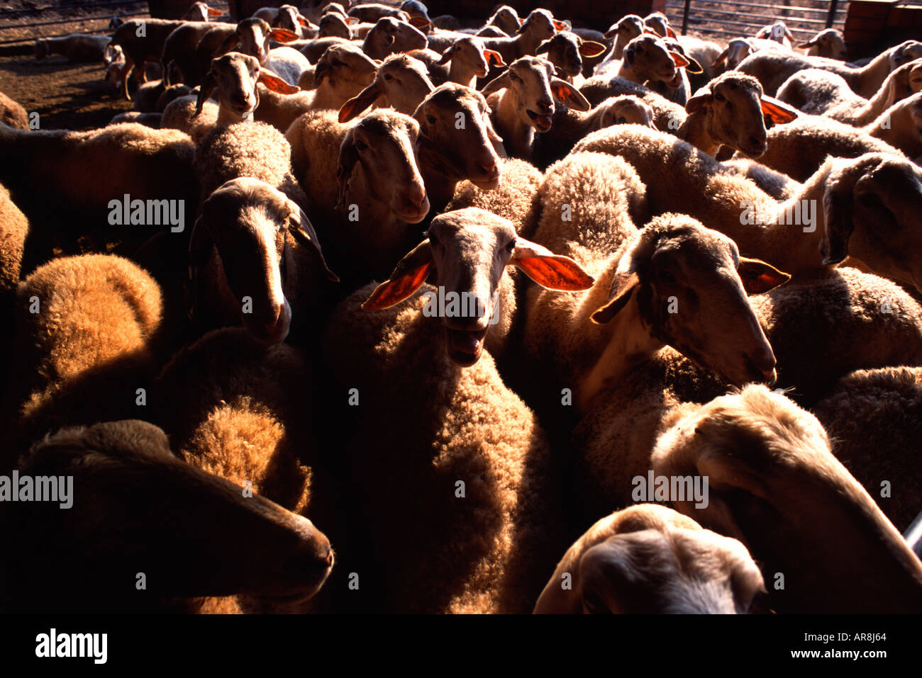 Mob of sheep in a Kibbutz Israel Stock Photo - Alamy